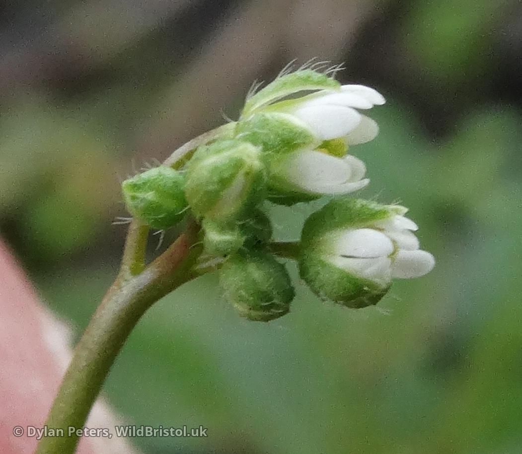 Common Whitlowgrass - (Erophila verna) - Species - WildBristol.uk