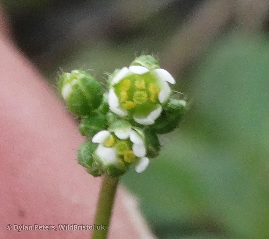 Common Whitlowgrass - (Erophila verna) - Species - WildBristol.uk
