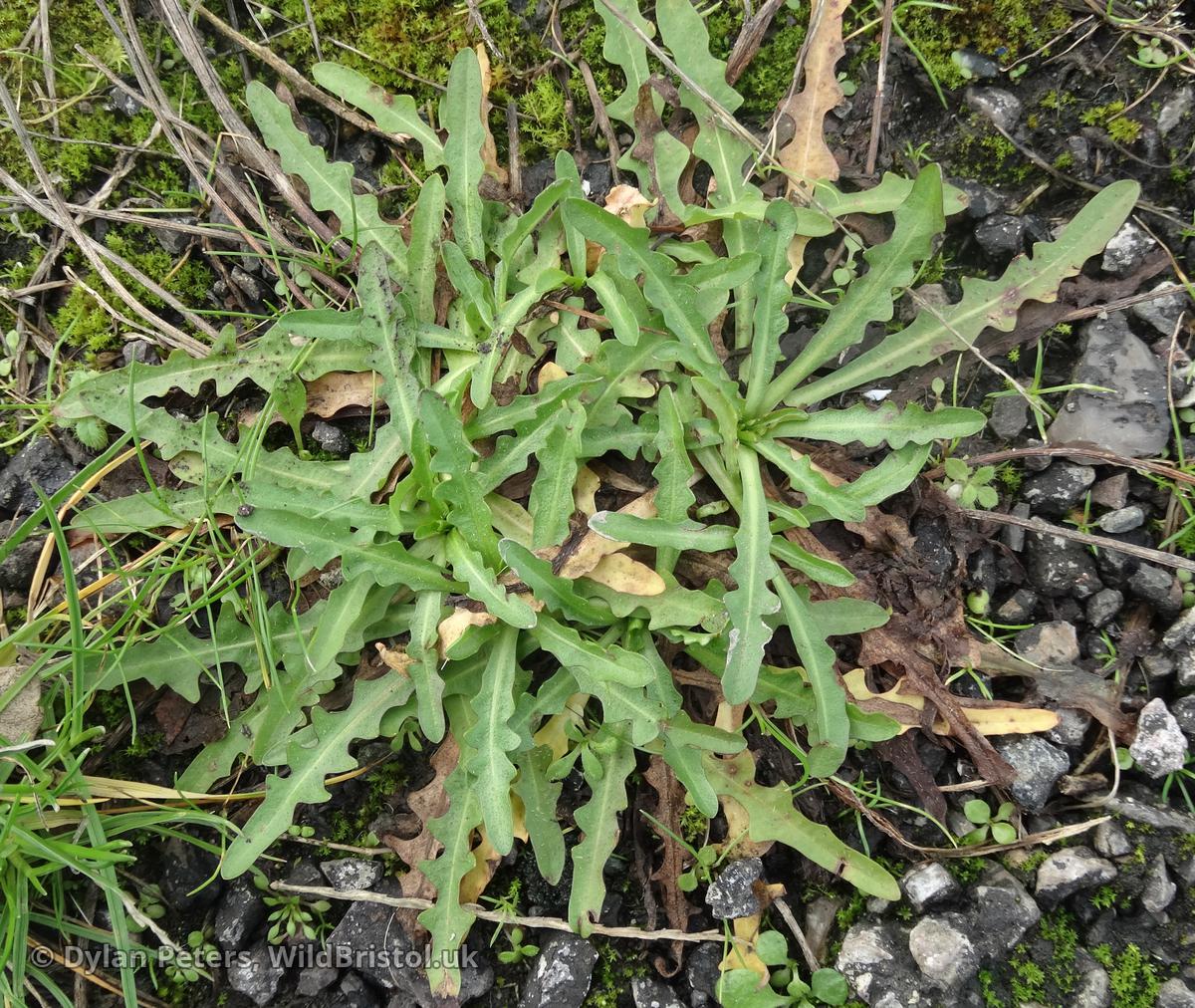 Lesser Hawkbit - (Leontodon saxatilis) - Species - WildBristol.uk