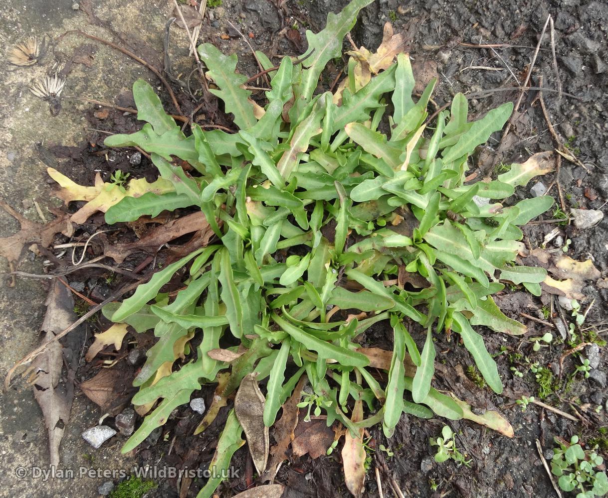 Lesser Hawkbit - (Leontodon saxatilis) - Species - WildBristol.uk