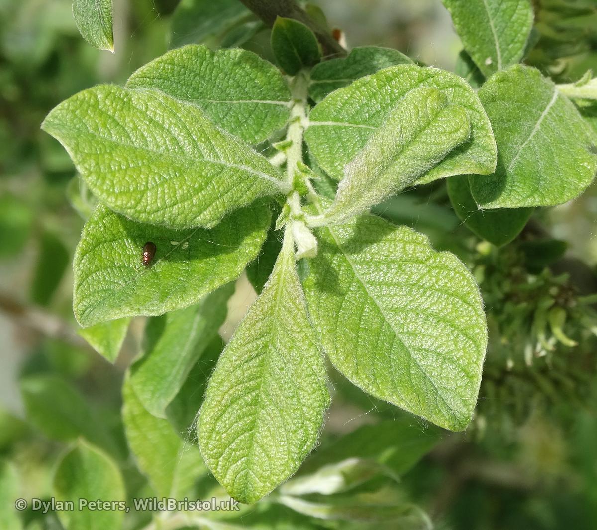 Grey Willow - (Salix cinerea subsp. oleifolia) - Species - WildBristol.uk