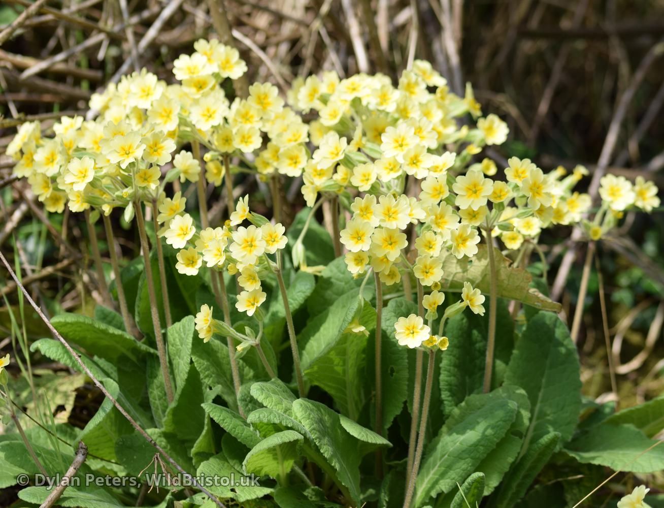 False Oxlip - (Primula vulgaris x primula veris = P. x polyantha ...