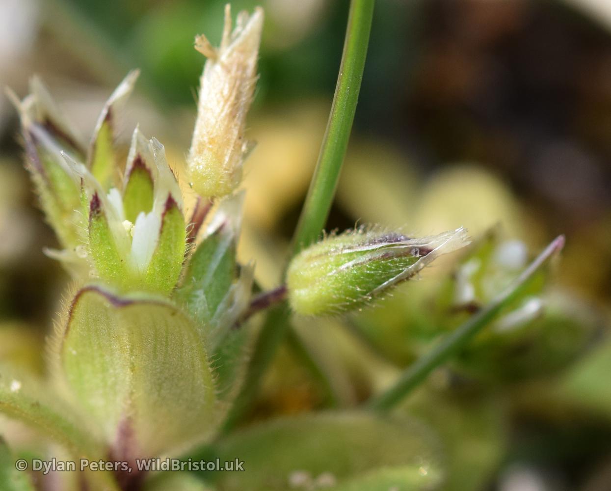 Little Mouse-ear - (Cerastium semidecandrum) - Species - WildBristol.uk