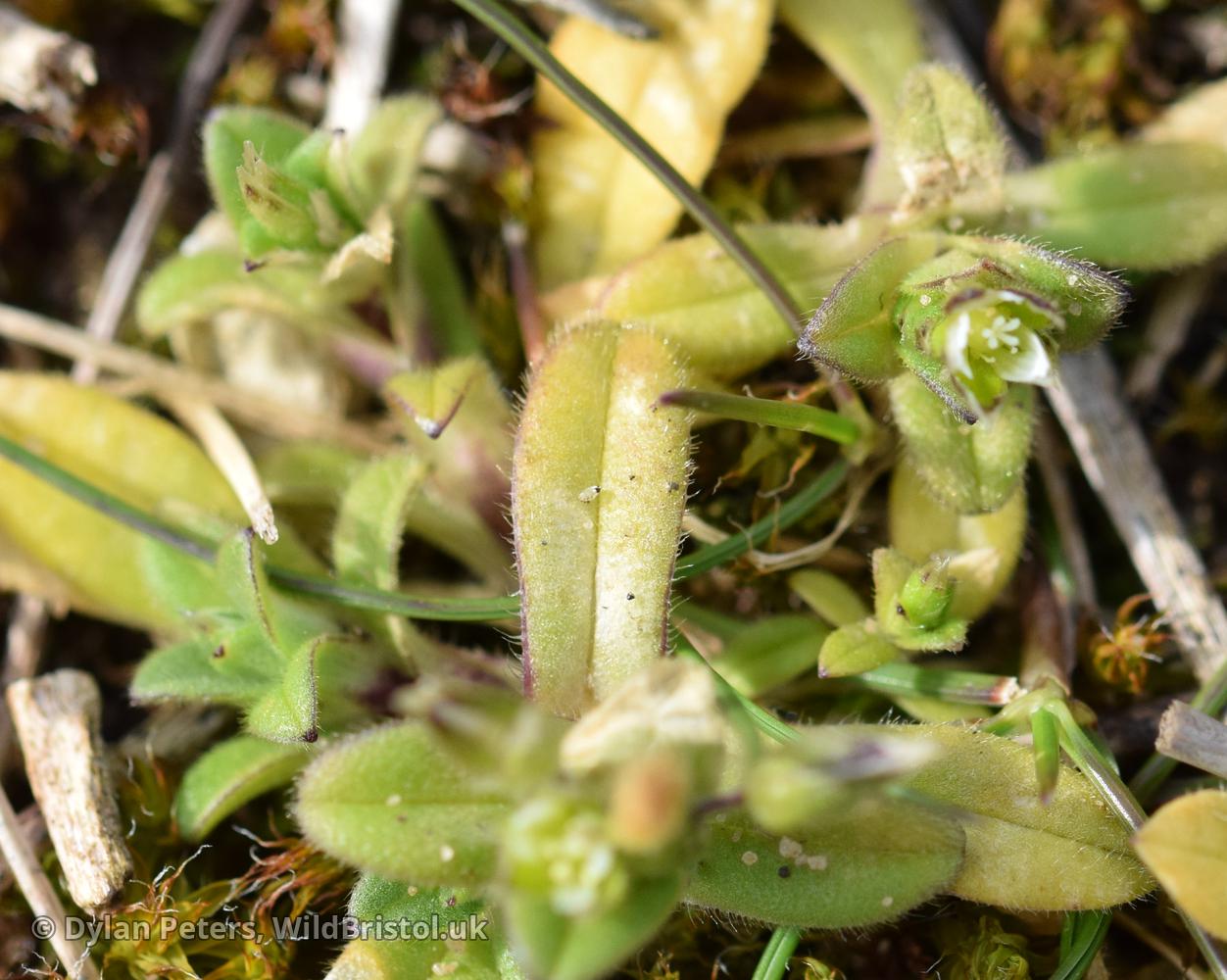 Little Mouse-ear - (Cerastium semidecandrum) - Species - WildBristol.uk
