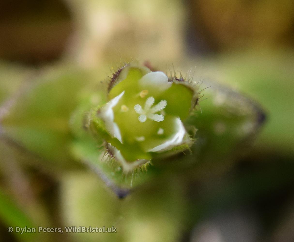 Little Mouse-ear - (Cerastium semidecandrum) - Species - WildBristol.uk