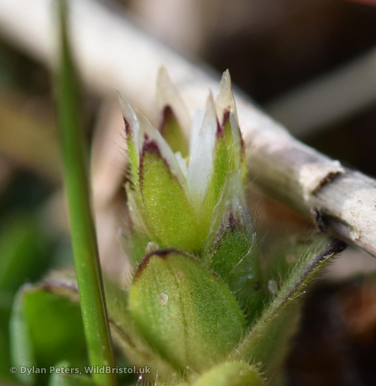 Little Mouse-ear - (Cerastium semidecandrum) - Species - WildBristol.uk