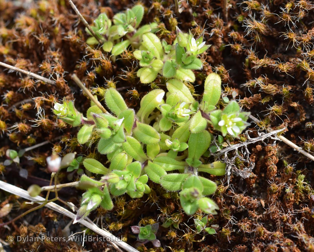 Little Mouse-ear - (Cerastium semidecandrum) - Species - WildBristol.uk