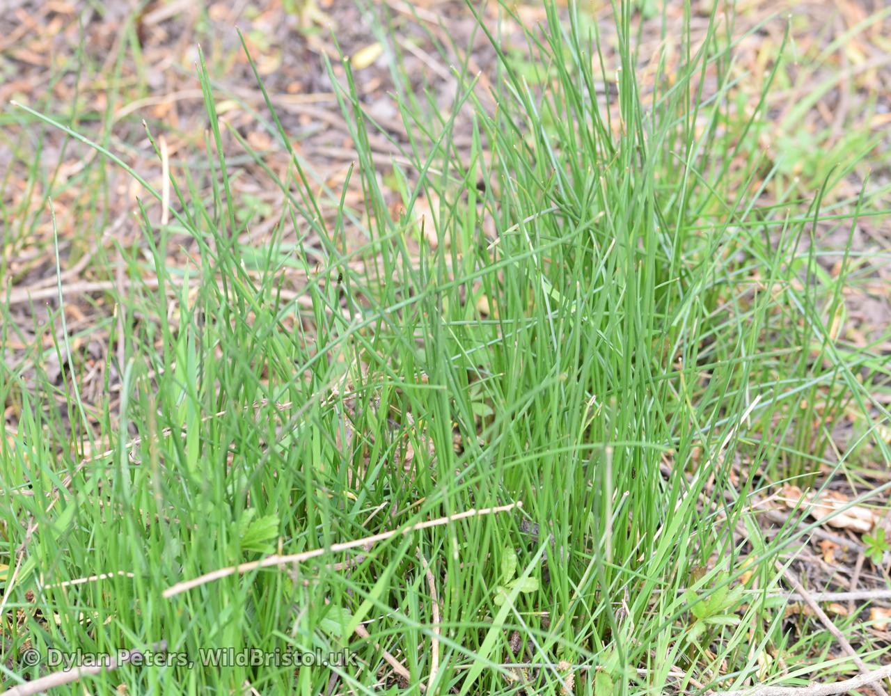 Common Spike-rush - (Eleocharis palustris) - Species - WildBristol.uk