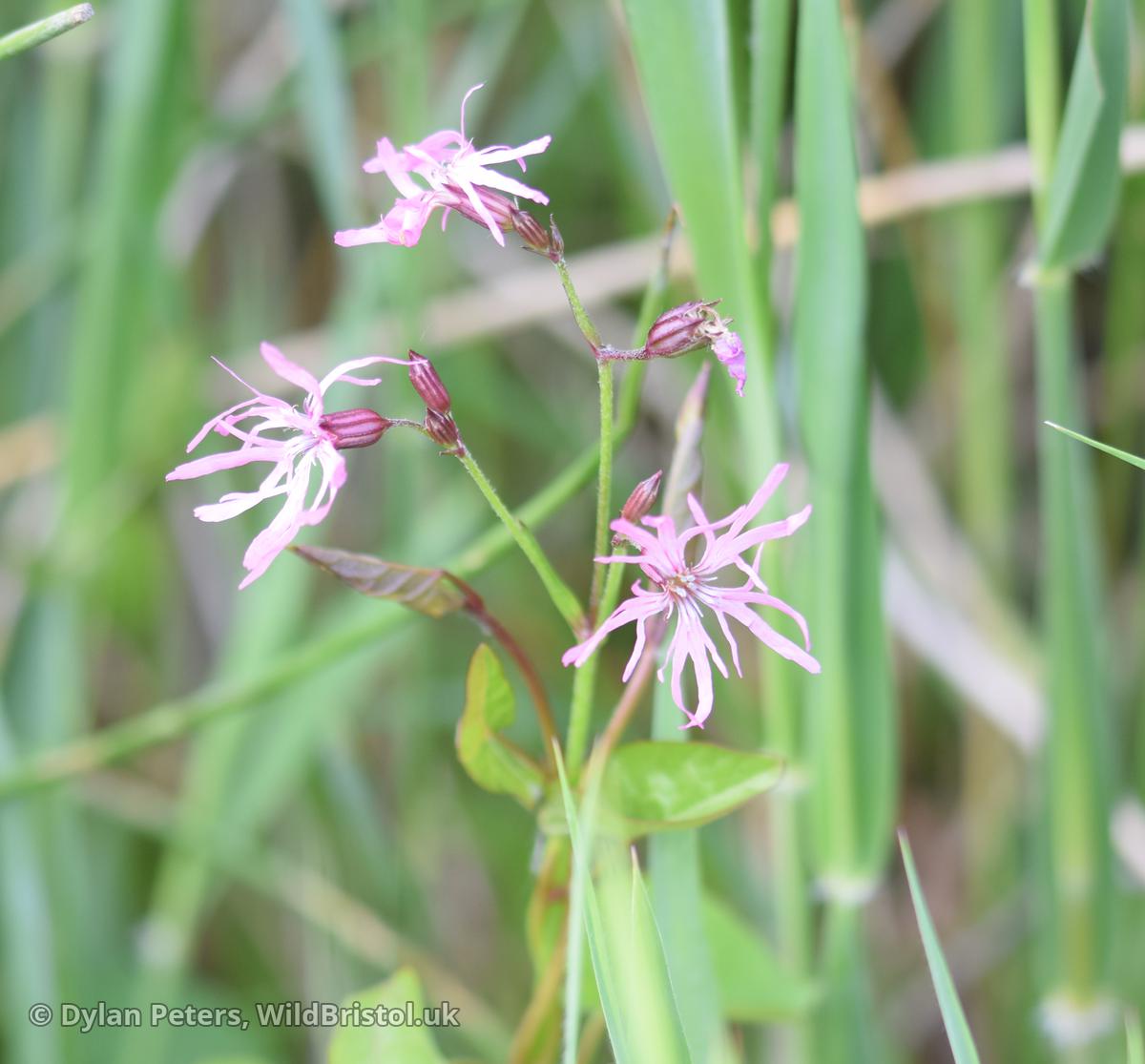 Ragged-Robin - (Silene flos-cuculi) - Species - WildBristol.uk