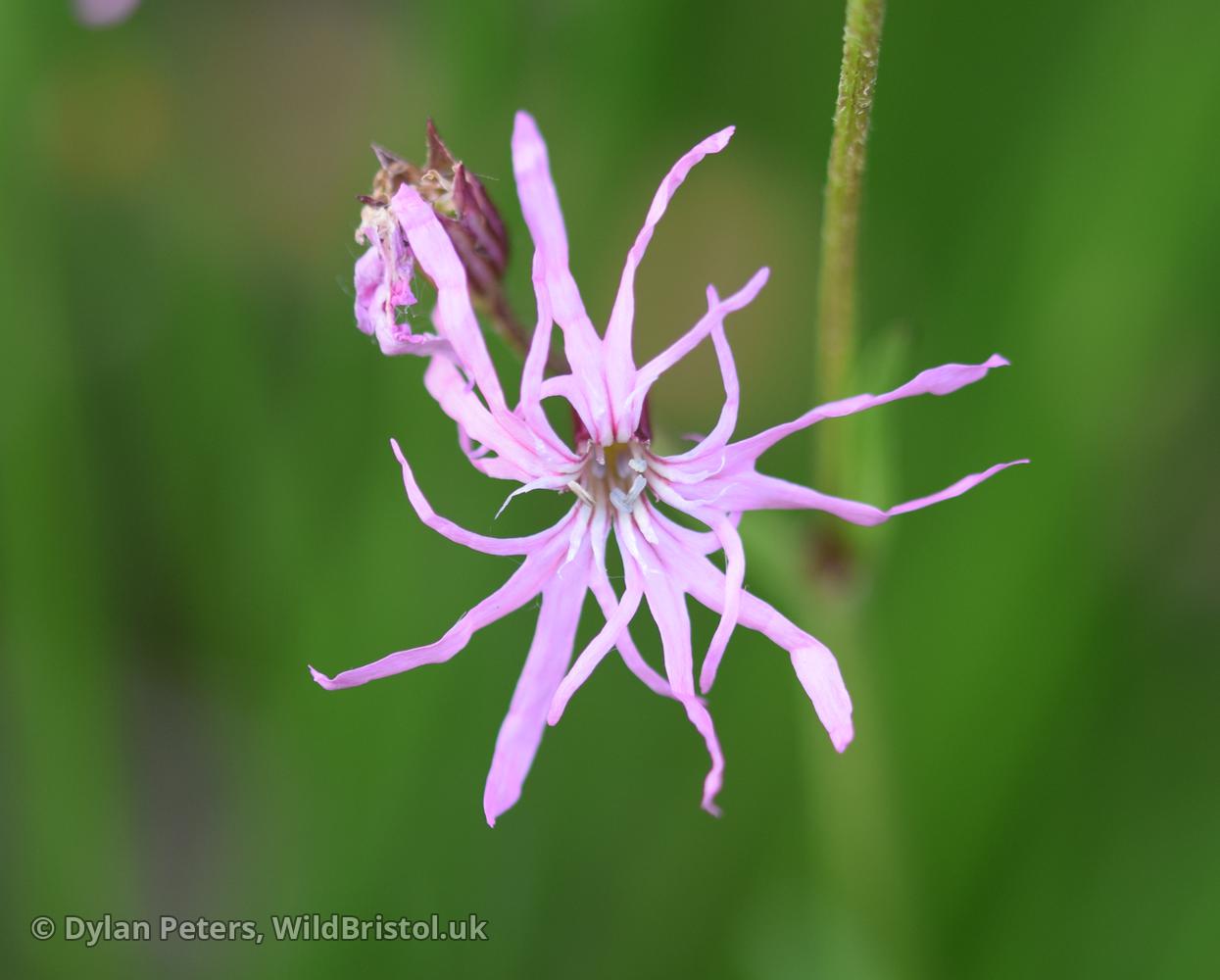 Ragged-Robin - (Silene flos-cuculi) - Species - WildBristol.uk