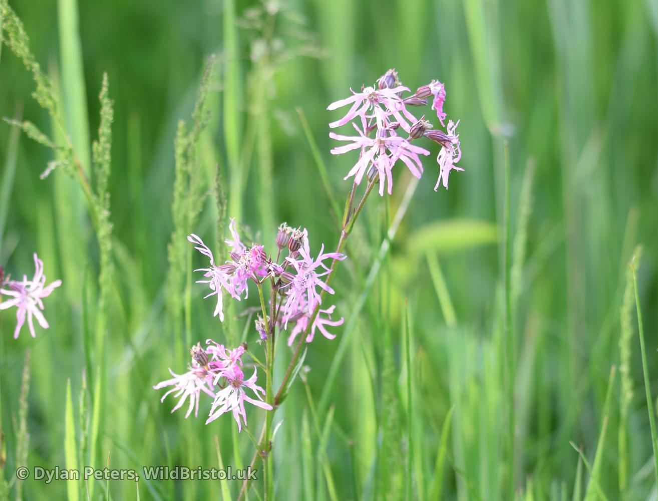 Ragged-Robin - (Silene flos-cuculi) - Species - WildBristol.uk