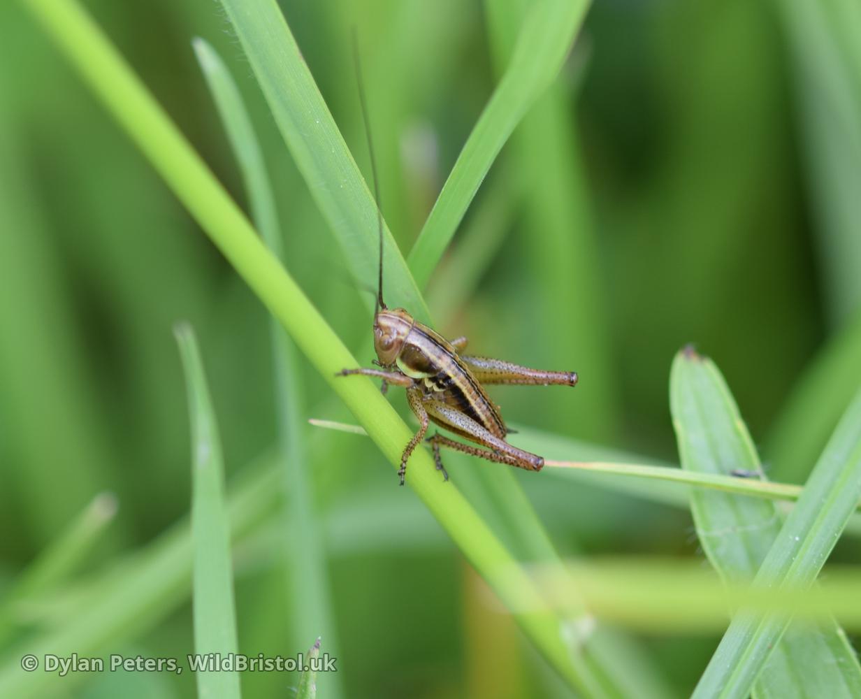 Roesel's Bush-cricket - (Metrioptera roeselii) - Species - WildBristol.uk