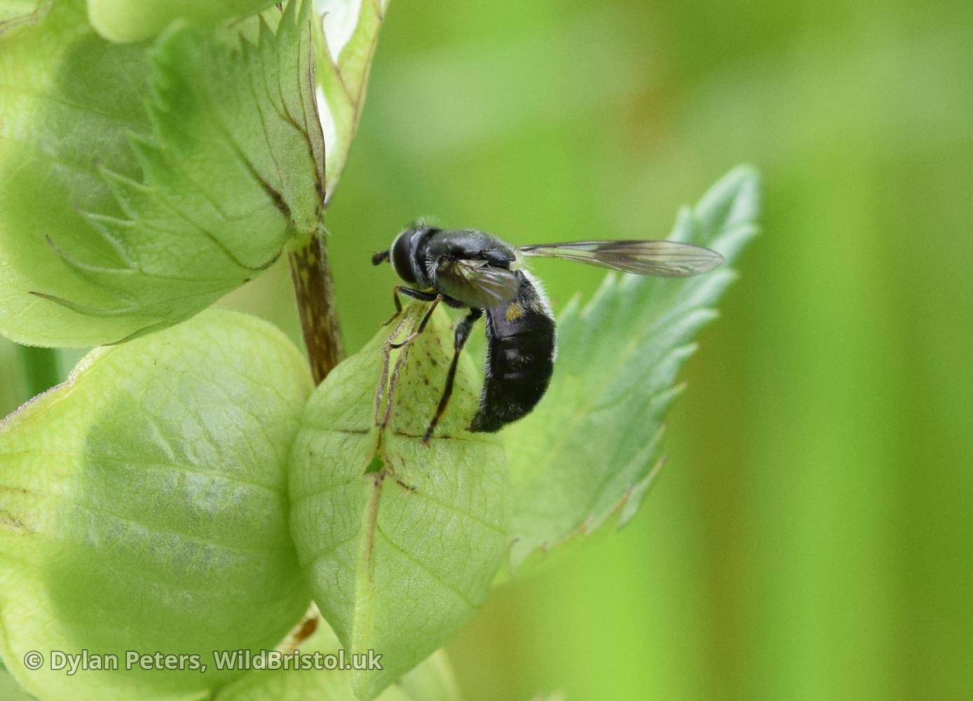 Common Pipiza - (Pipiza noctiluca) - Species - WildBristol.uk
