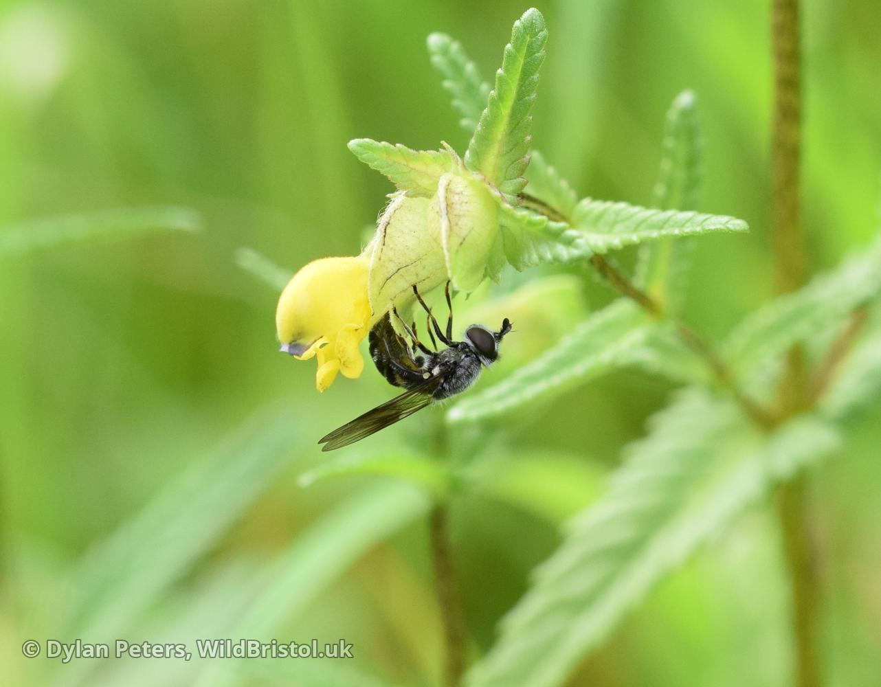 Common Pipiza - (Pipiza noctiluca) - Species - WildBristol.uk