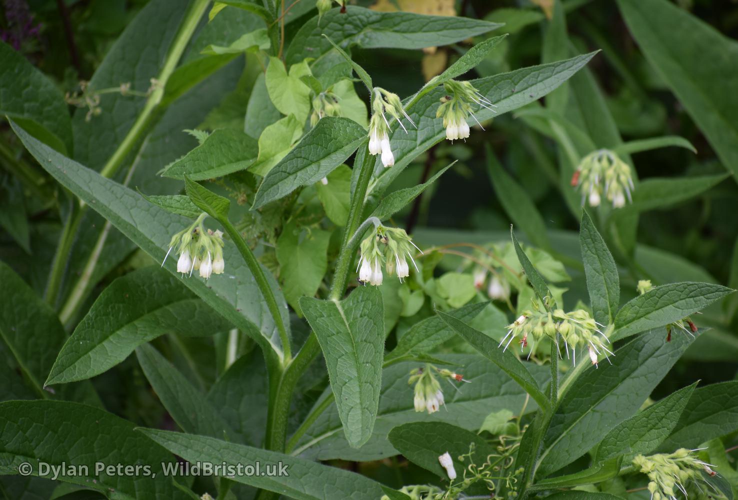 Common Comfrey - (Symphytum officinale subsp. bohemicum) - Species ...