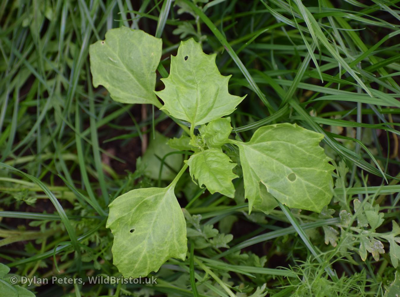 Red Goosefoot - (Oxybasis rubra) - Species - WildBristol.uk