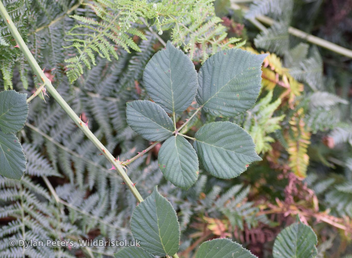 Bramble species 18 - (Bramble species 18) - Species - WildBristol.uk