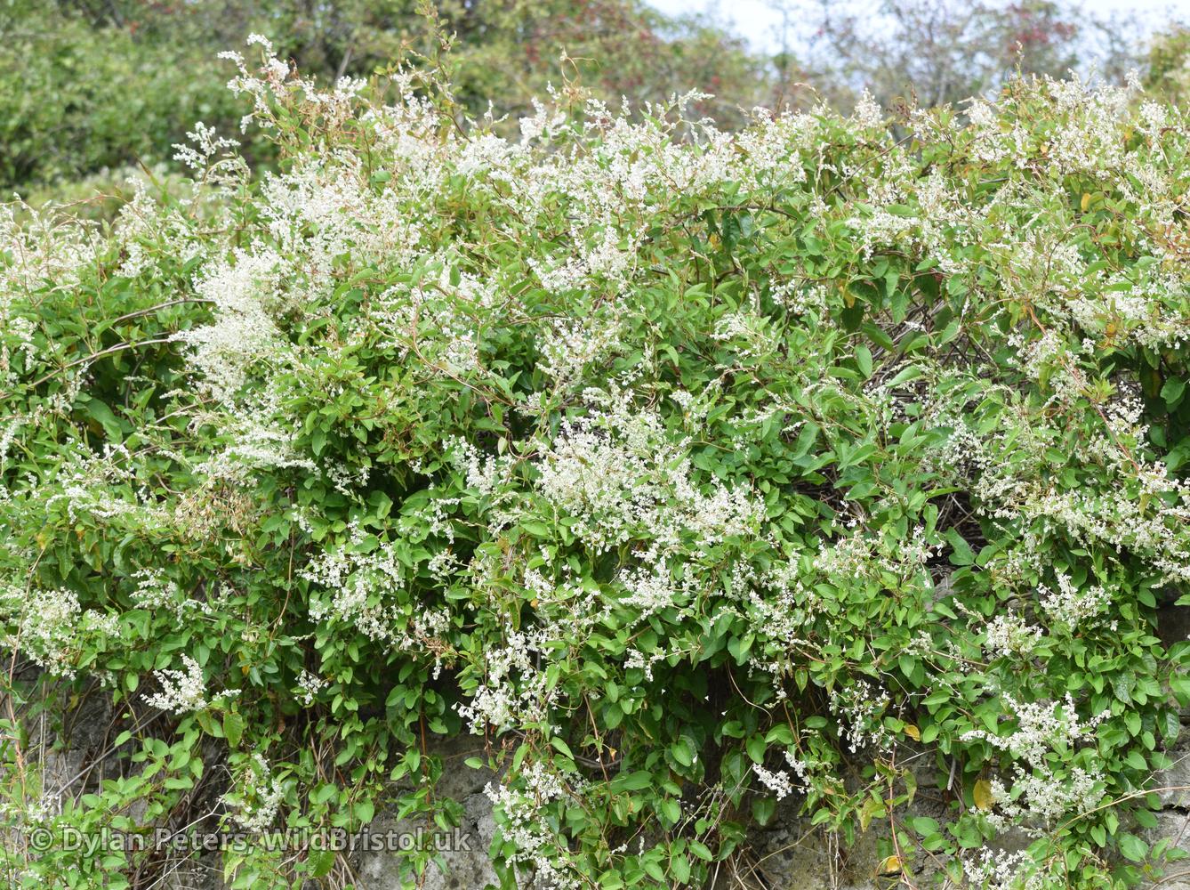 Russian-vine - (Fallopia baldschuanica) - Species - WildBristol.uk