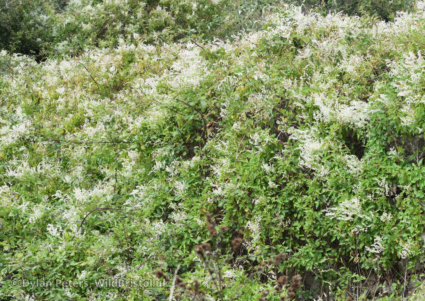Russian-vine - (Fallopia baldschuanica) - Species - WildBristol.uk