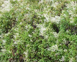 Russian-vine - (Fallopia baldschuanica) - Species - WildBristol.uk