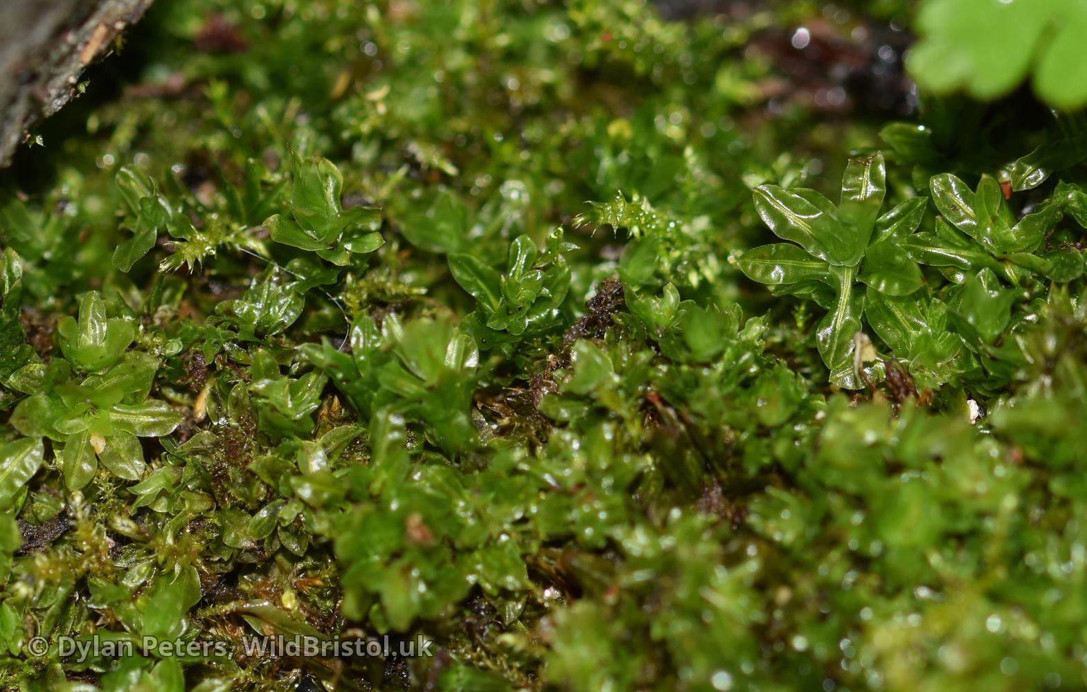 Encalypta Intermedia Jur.: Exploring a Remarkable Moss in the World of ...