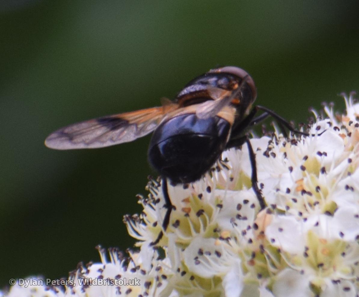 Pellucid Fly - (Volucella pellucens) - Species - WildBristol.uk