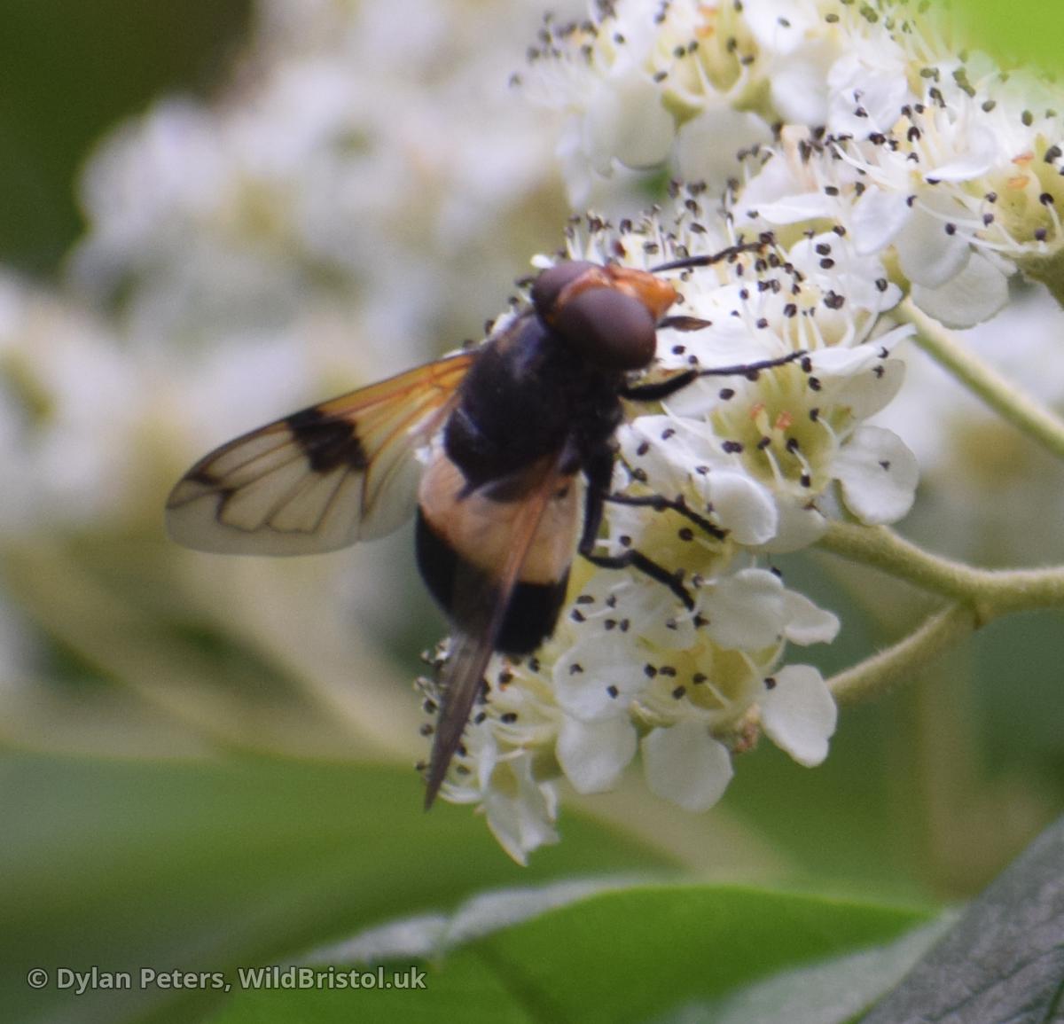 Pellucid Fly - (Volucella pellucens) - Species - WildBristol.uk