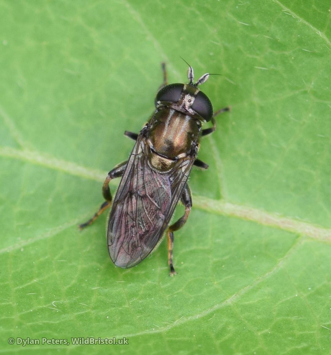 Home - WildBristol.uk