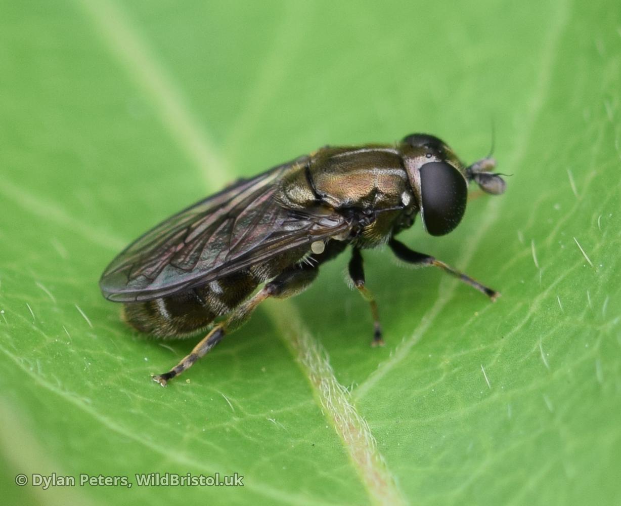 Home - WildBristol.uk
