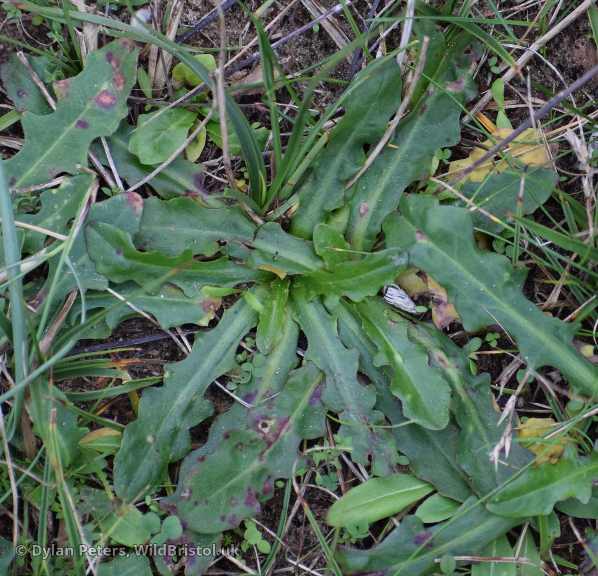 Smooth Cat's-ear - (Hypochaeris glabra) - Species - WildBristol.uk