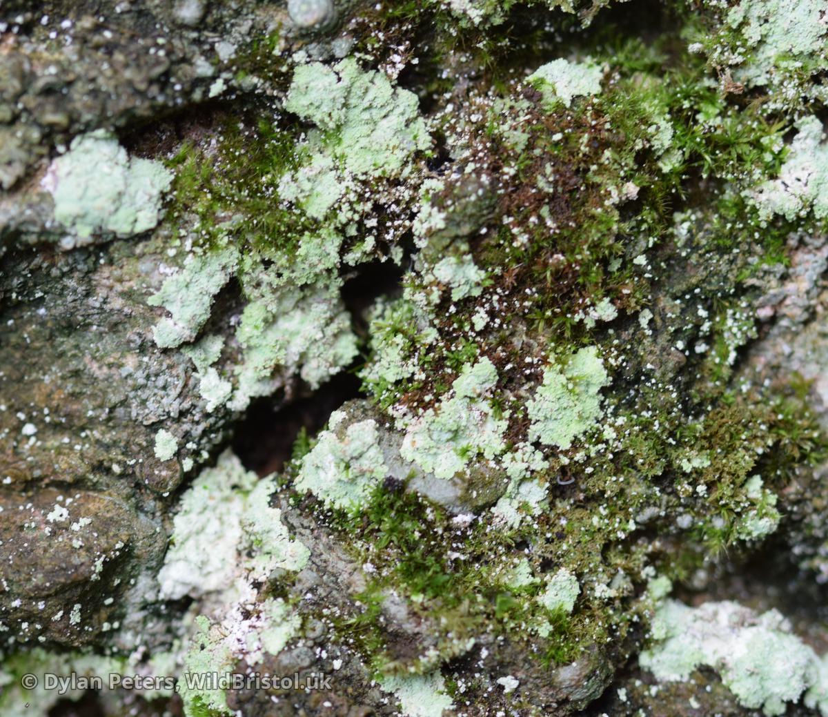 lichens uk