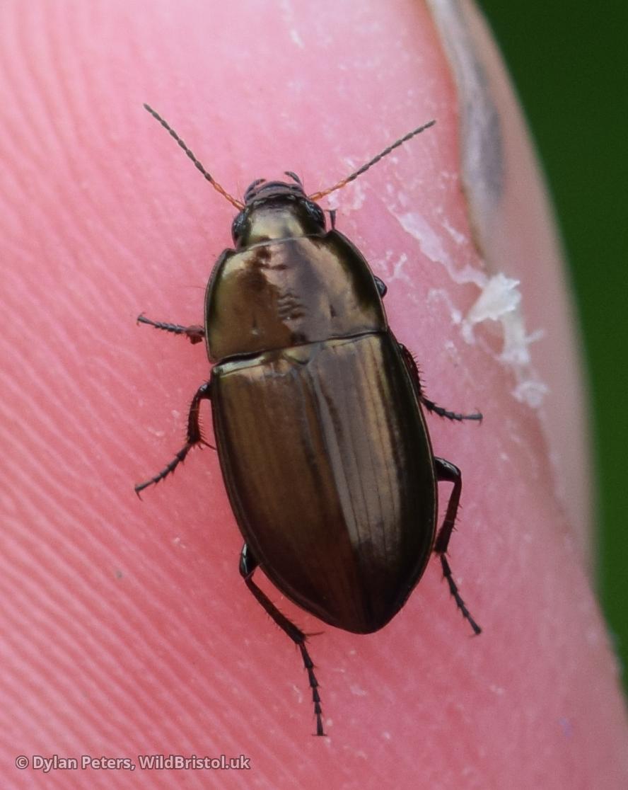 Common Sun Beetle - (Amara aenea) - Species - WildBristol.uk
