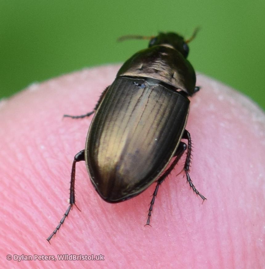 Common Sun Beetle - (Amara aenea) - Species - WildBristol.uk