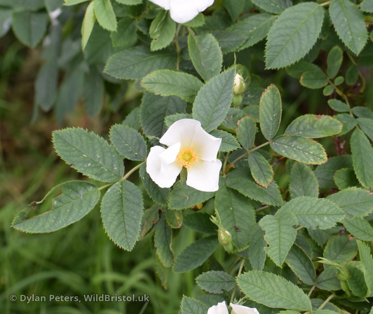 White Rose - (Rosa gallica x R. corymbifera = R. x alba) - Species ...