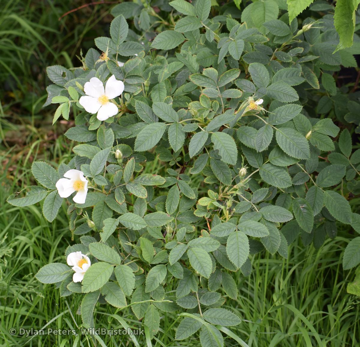 White Rose - (Rosa gallica x R. corymbifera = R. x alba) - Species ...