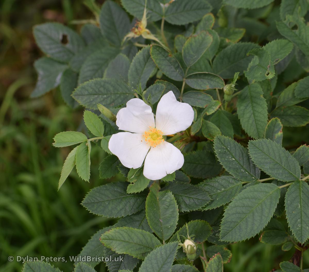 White Rose - (Rosa gallica x R. corymbifera = R. x alba) - Species ...