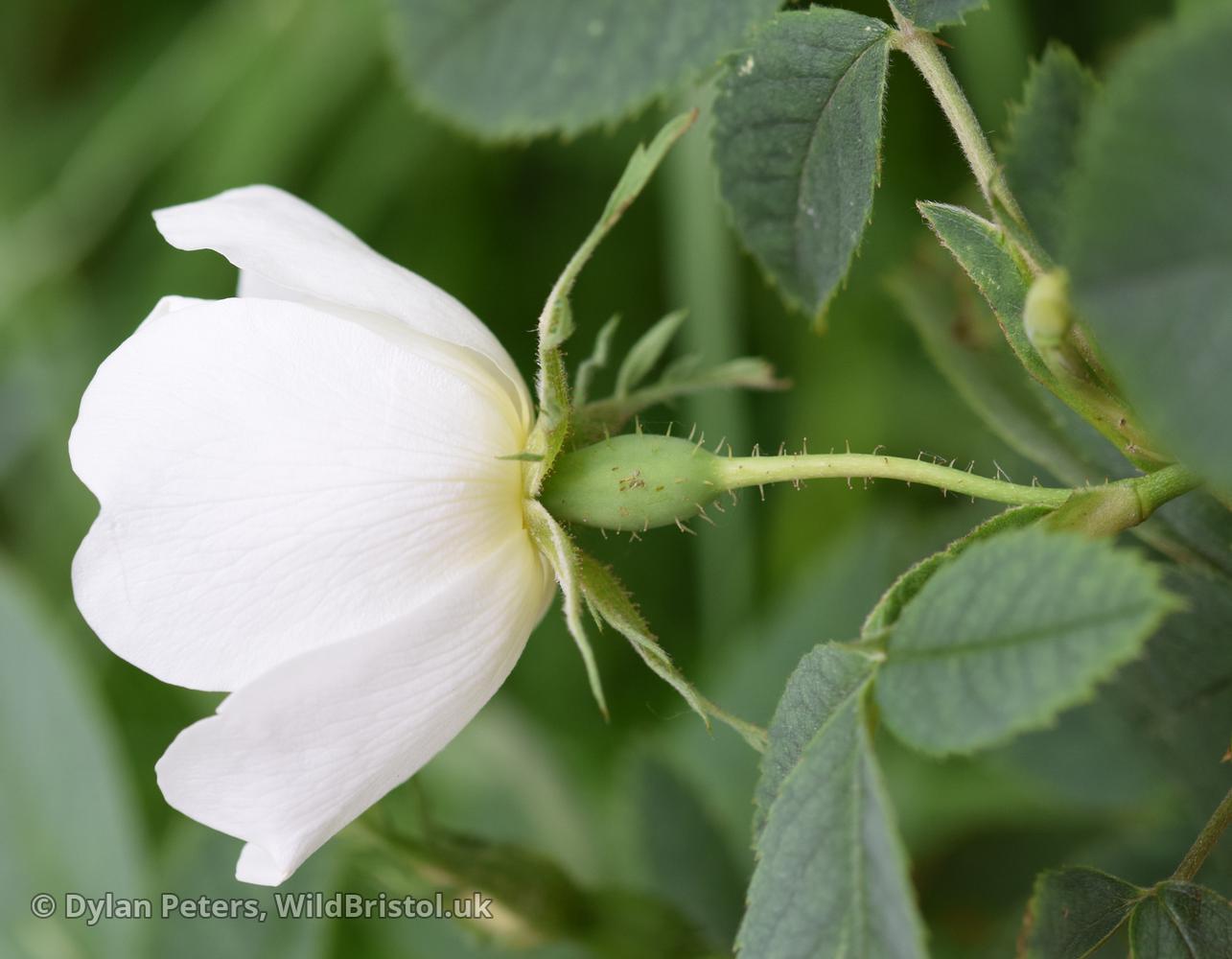 White Rose - (Rosa gallica x R. corymbifera = R. x alba) - Species ...