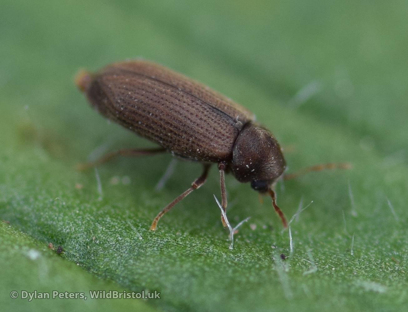 Common Furniture Beetle - (Anobium punctatum) - Species - WildBristol.uk