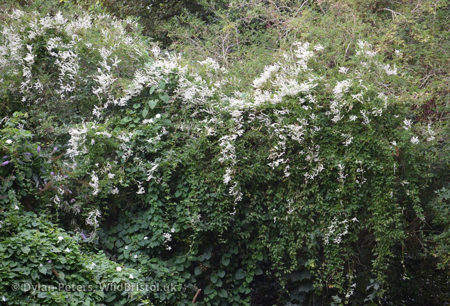 Russian-vine - (Fallopia baldschuanica) - Species - WildBristol.uk