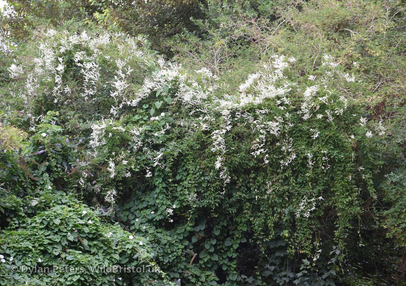 Russian-vine - (Fallopia baldschuanica) - Species - WildBristol.uk