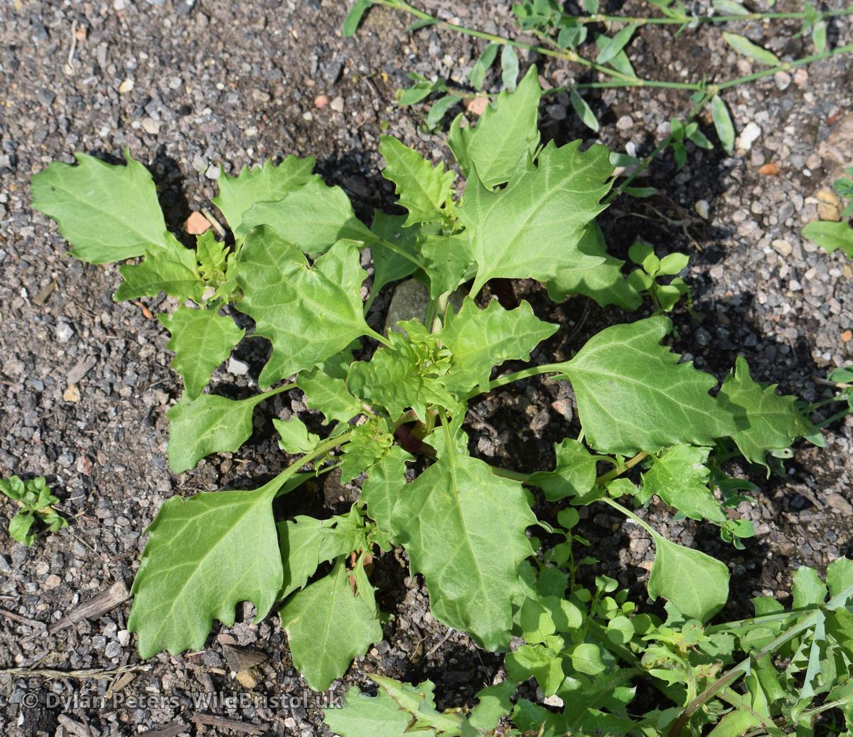 Red Goosefoot - (Oxybasis rubra) - Species - WildBristol.uk