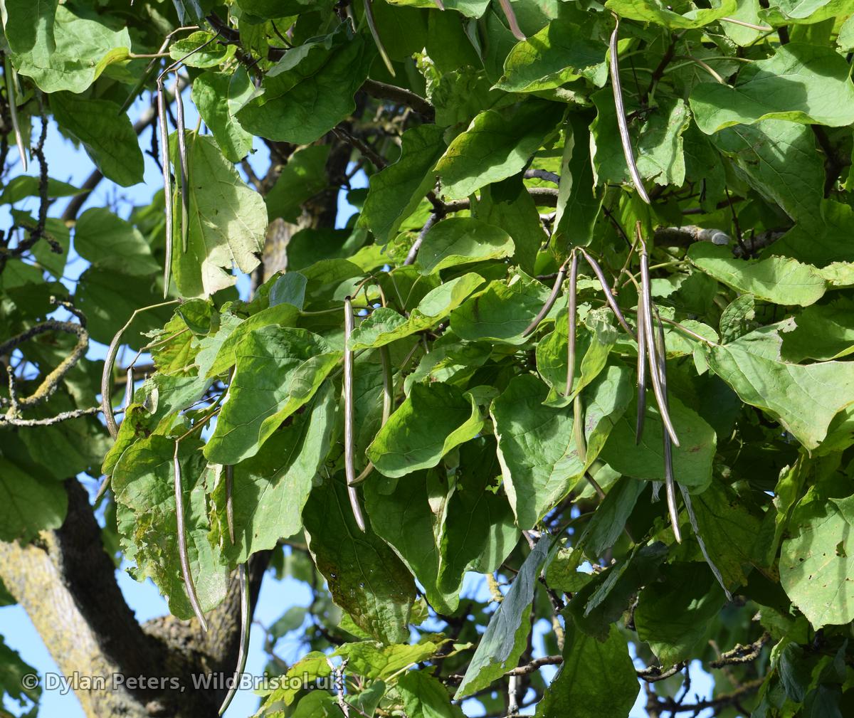 Indian Bean-tree - (Catalpa bignonioides) - Species - WildBristol.uk