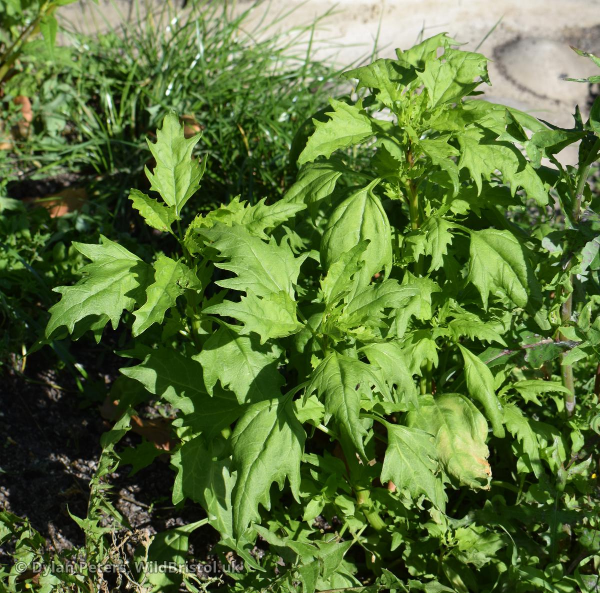 Red Goosefoot - (Oxybasis rubra) - Species - WildBristol.uk
