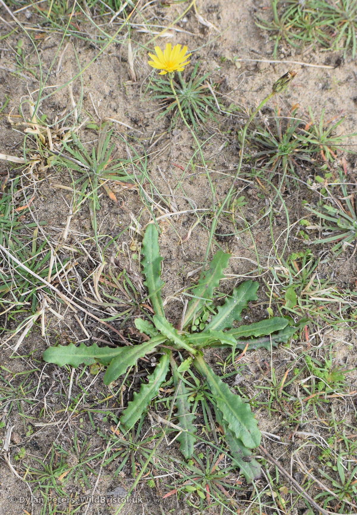 Smooth Cat's-ear - (Hypochaeris glabra) - Species - WildBristol.uk