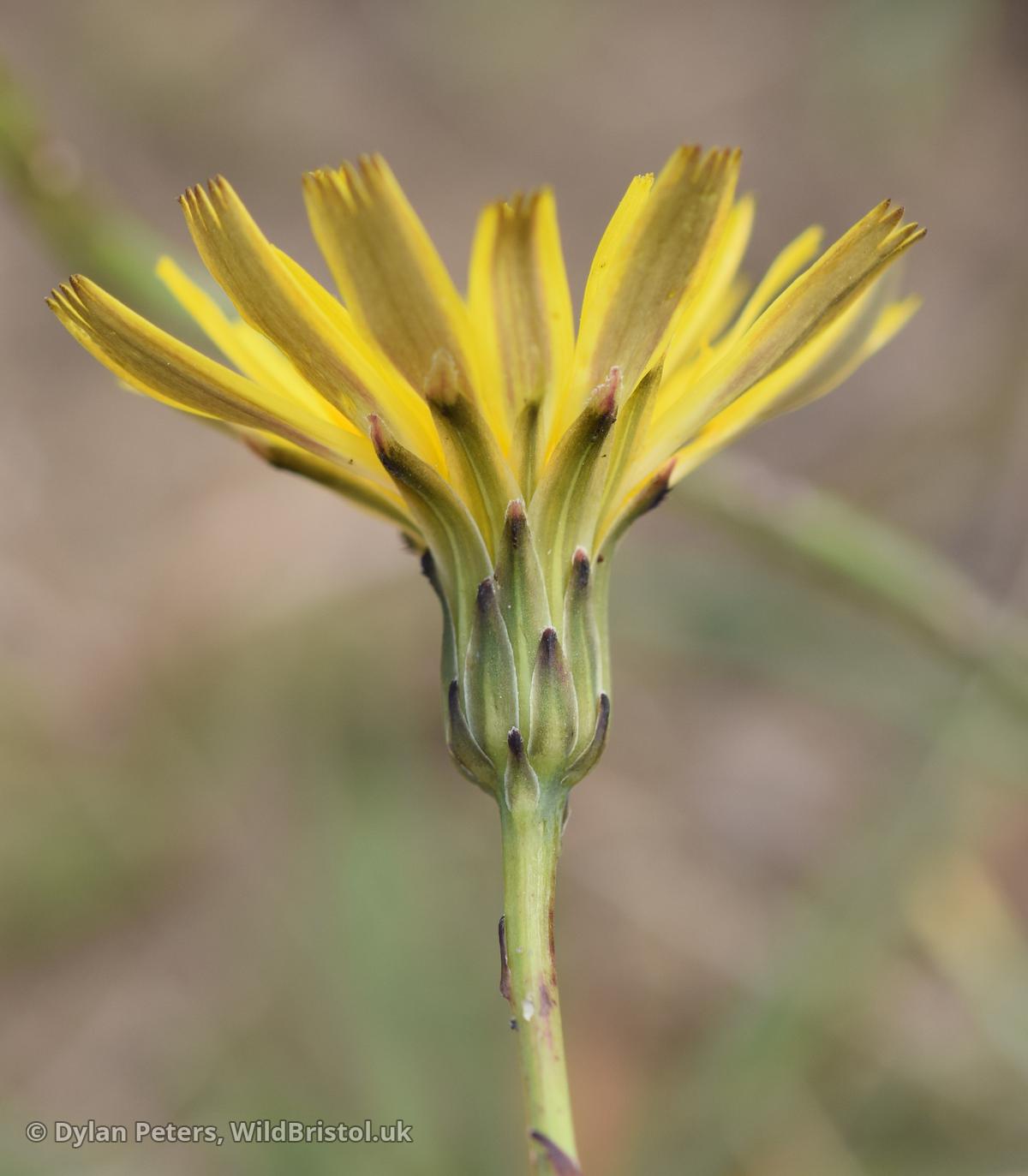 Smooth Cat's-ear - (Hypochaeris glabra) - Species - WildBristol.uk