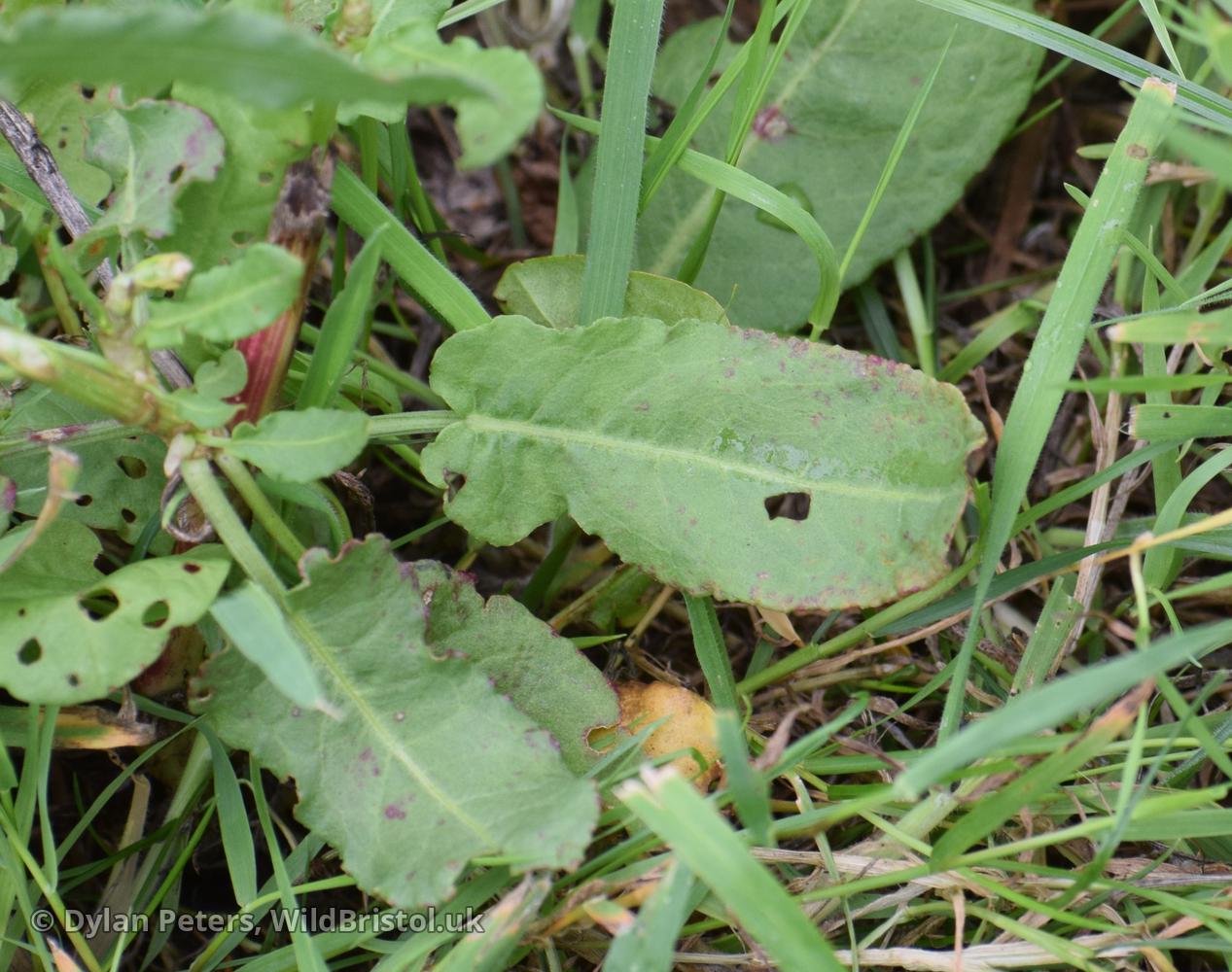 Fiddle Dock - (Rumex pulcher) - Species - WildBristol.uk