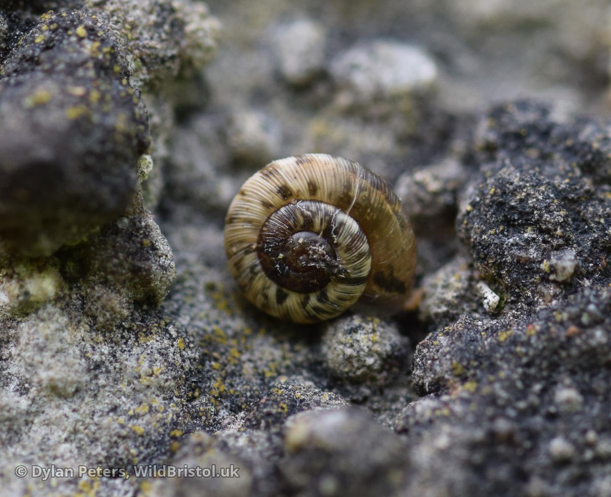 Discus Snail - (Discus rotundatus) - Species - WildBristol.uk