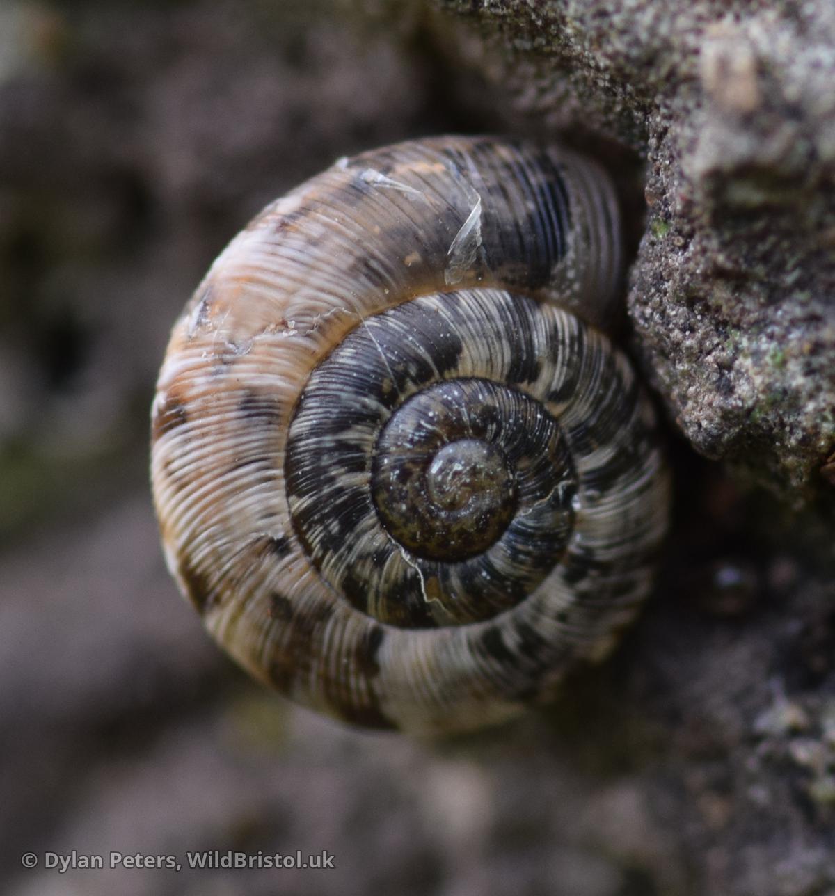 Discus Snail - (Discus rotundatus) - Species - WildBristol.uk