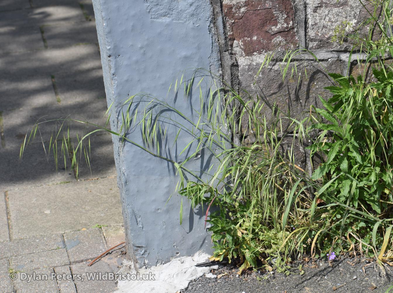 Barren Brome - (Anisantha sterilis) - Species - WildBristol.uk