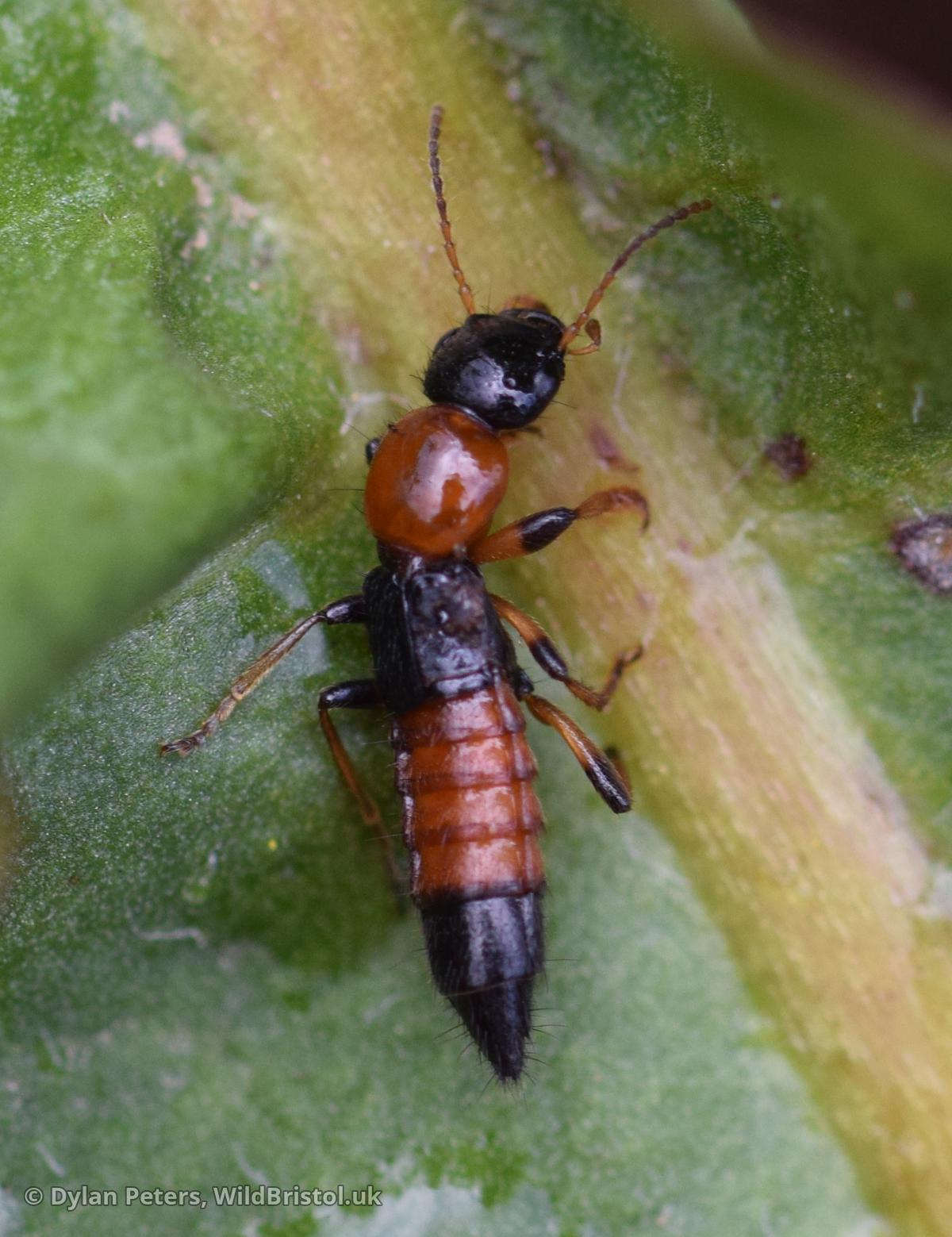 Paederus littoralis - (Paederus littoralis) - Species - WildBristol.uk